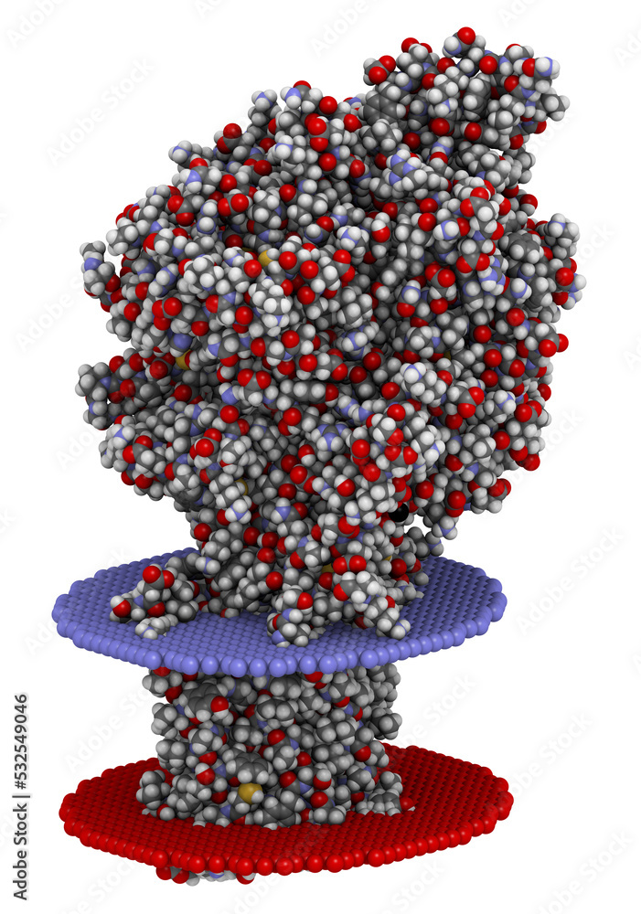 Mitochondrial complex II (succinate dehydrogenase, avian) Enzyme ...