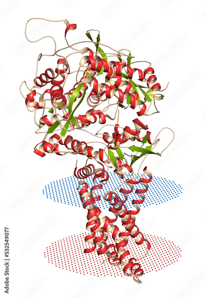 Mitochondrial complex II (succinate dehydrogenase, avian) Enzyme ...
