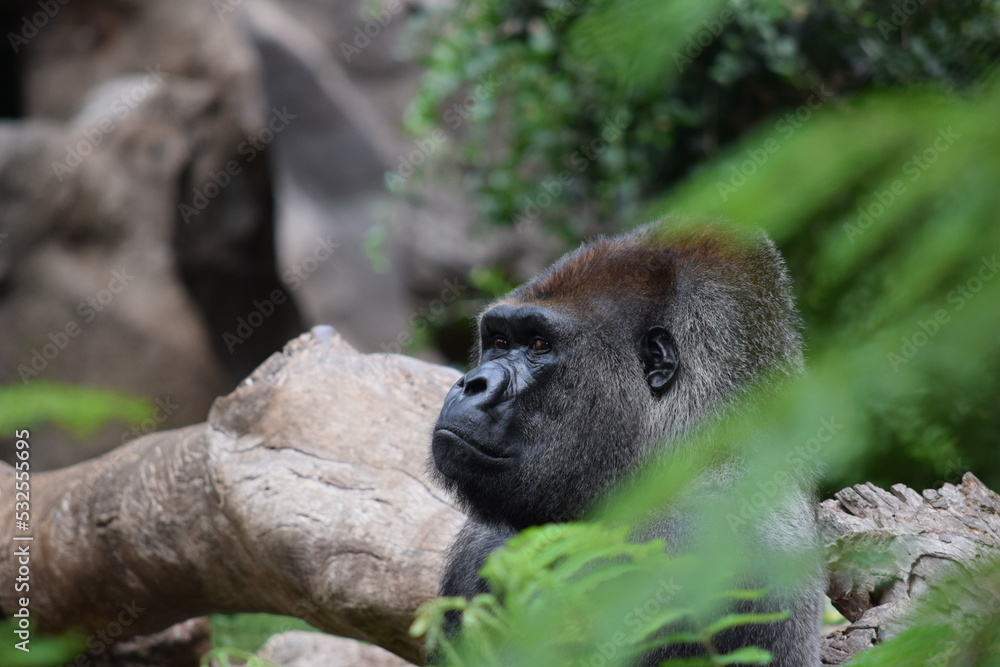 DETALLE DE PERFIL DE GORILA, SIMIOS, ANIMALES SALVAJES. Stock Photo ...