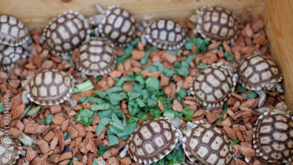 Baby African spurred tortoise (Centrochelys sulcata), also called the ...