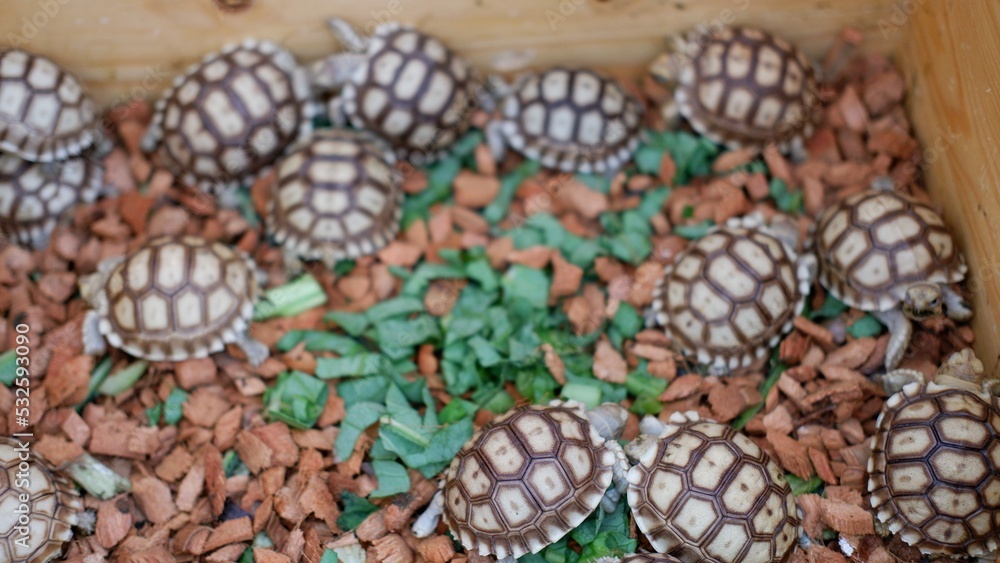 Baby African spurred tortoise (Centrochelys sulcata), also called the ...