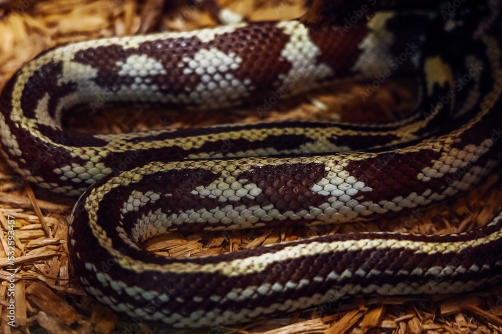snake in zoo Stock Photo | Adobe Stock