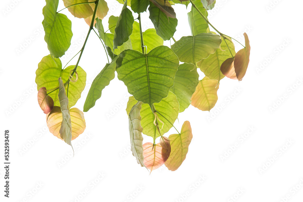 Bodhi or Peepal Leaf from the Bodhi tree, Sacred Tree for Hindus and ...