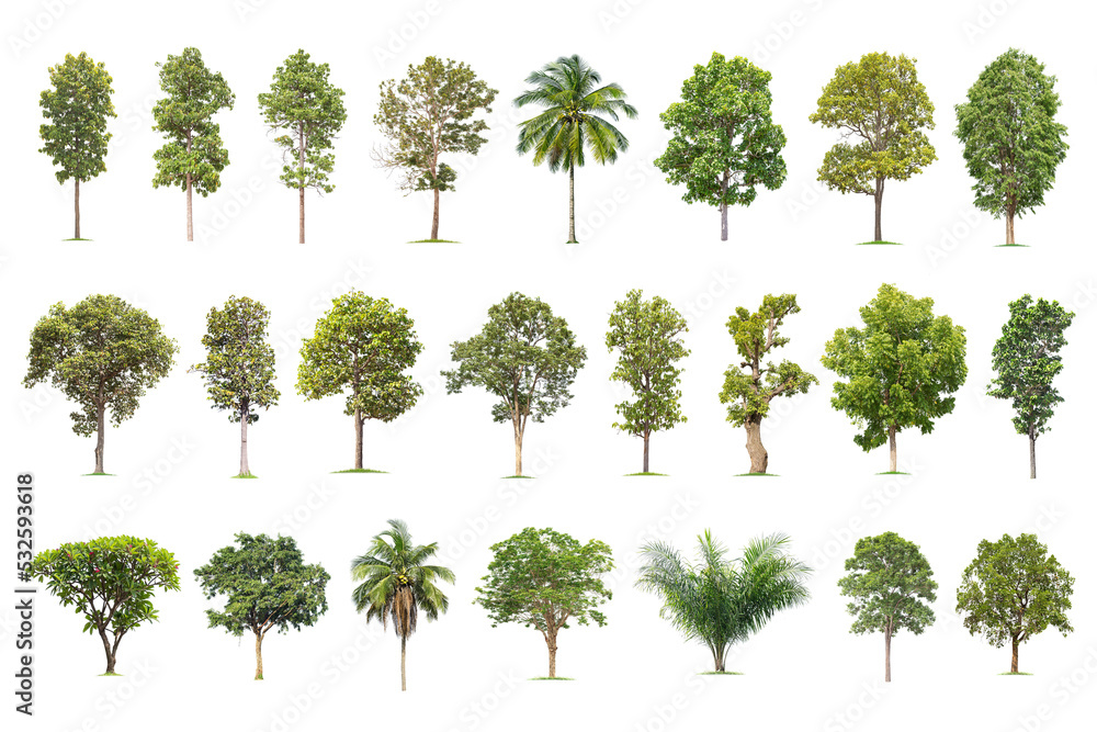 Isolated big tree on white background ,The collection of trees. Large ...