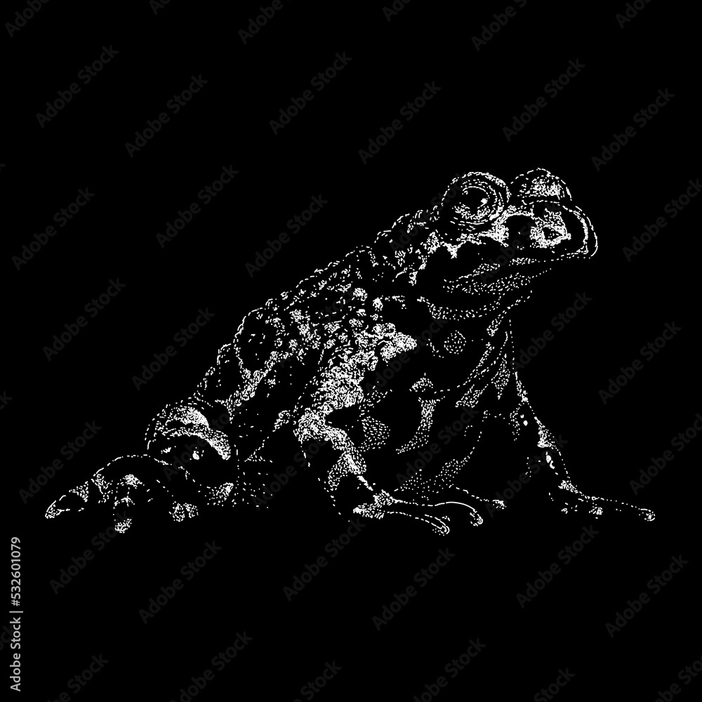 Fire-Bellied Toad hand drawing vector illustration isolated on black ...