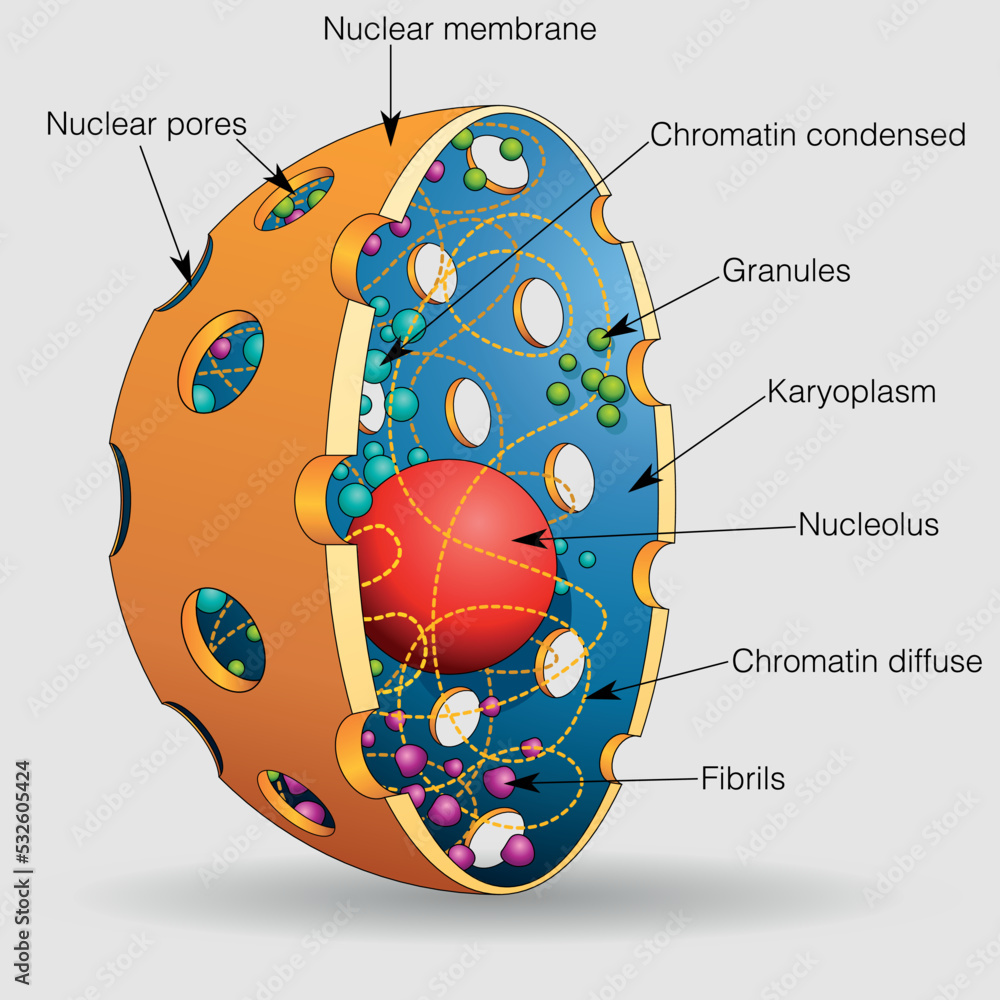 The graphic shows the elements of the nucleus of a human cell with ...