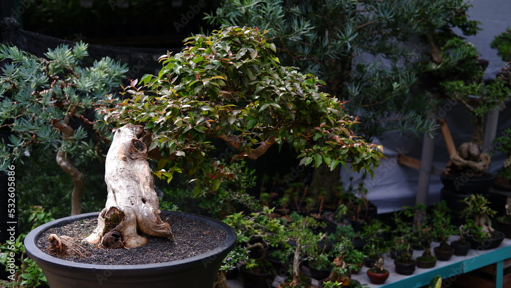 Foto de Bonsai tree on clay pot. Bonsai is the Japanese art of growing ...