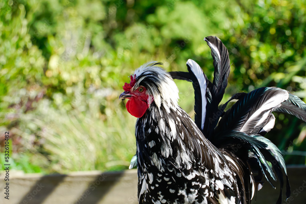Mottled Houdan Chicken