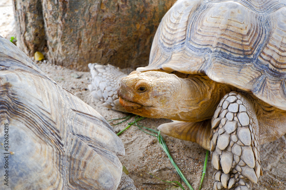 A giant tortoise with large, thick scales on its legs that walks freely ...