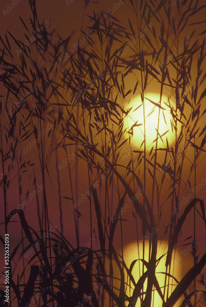Switchgrass (Panicum virgatum) sunset Saskatchewan silhouette film ...
