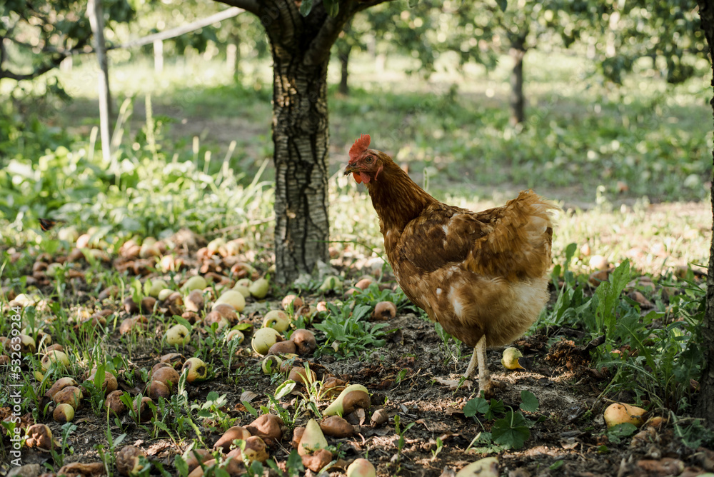 Farm chicken Stock Photo | Adobe Stock
