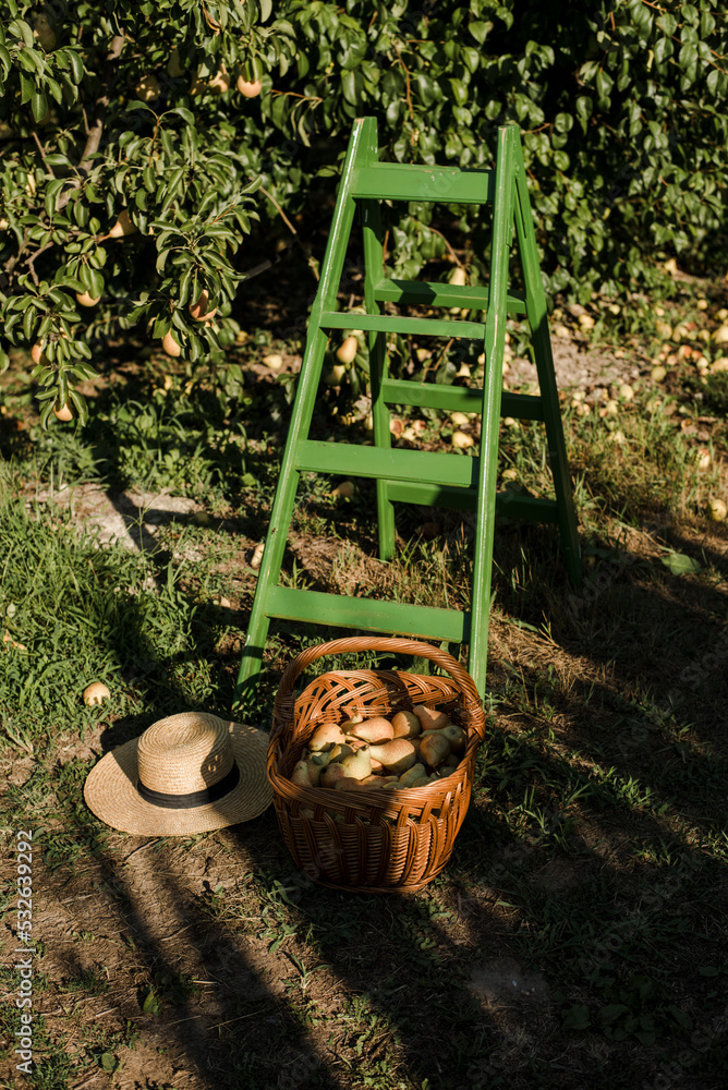 Farm day Stock Photo | Adobe Stock
