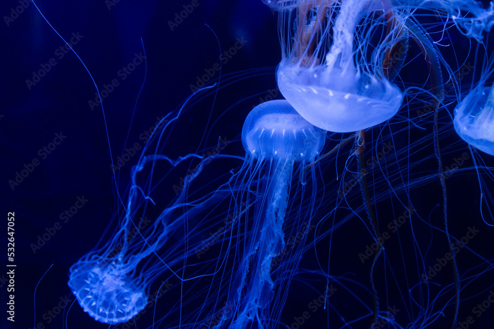 Multiple jellyfish swimming underwater Stock Photo | Adobe Stock