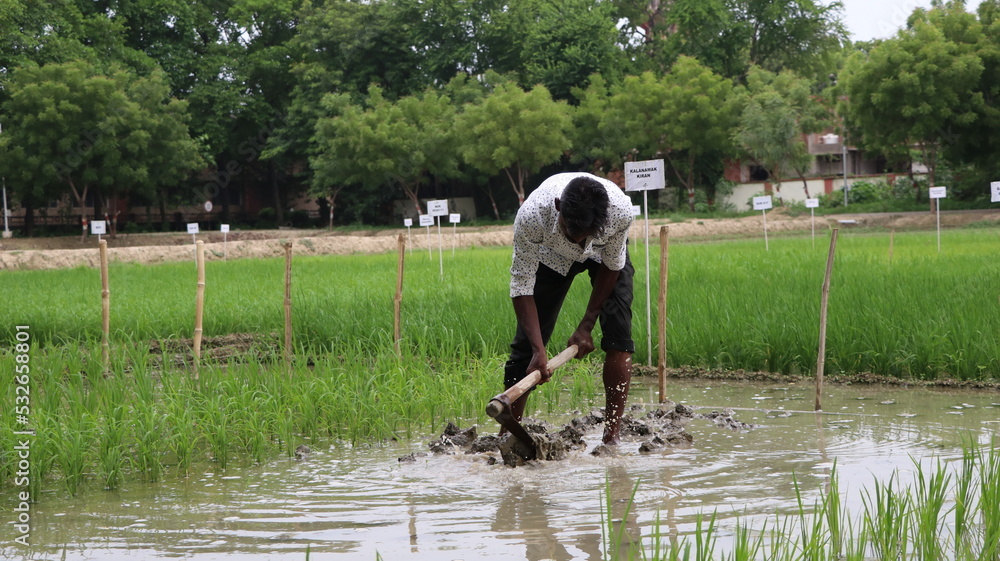 Bunds (also called teras) are small barriers to runoff coming from ...