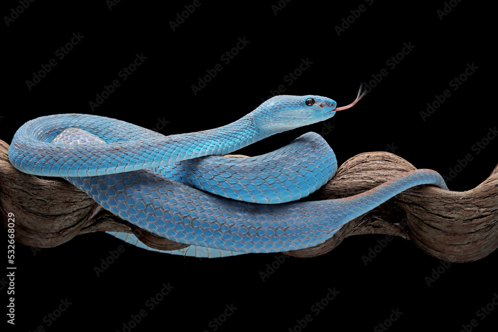 Blue viper snake on branch with isolated background, viper snake ready ...