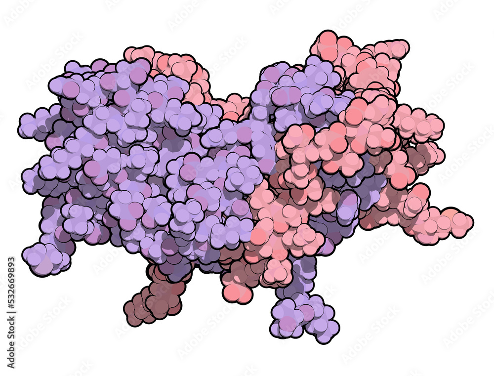Interferon gamma (IFNg) cytokine molecule, 3D rendering. Recombinant ...
