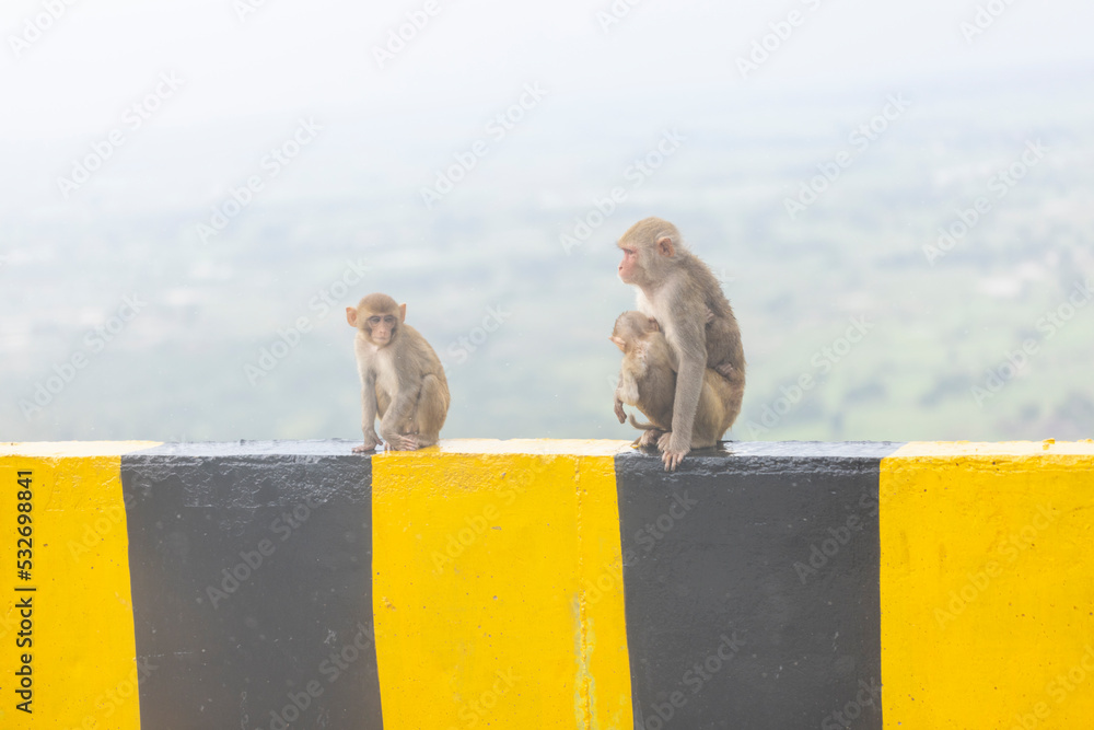 Monkeys sitting on the safety barrier of a road in India Stock Photo ...