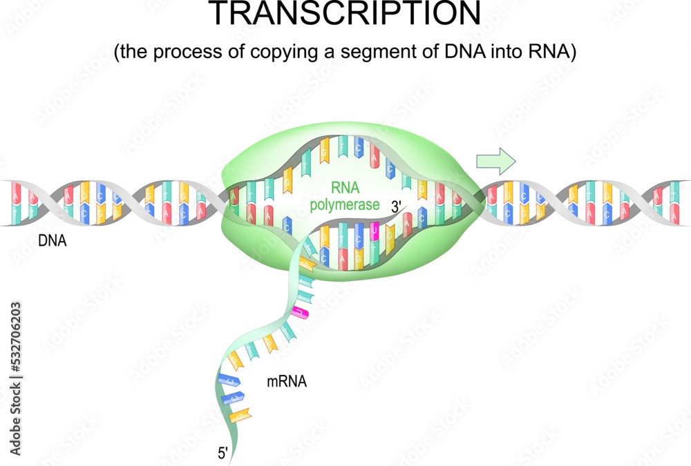 Dna Transcriptie Protein Synthesis | Anatomy And Physiology I