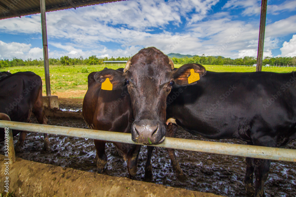 Cows in a farm. Dairy cows. fresh hay in front of milk cows during work ...