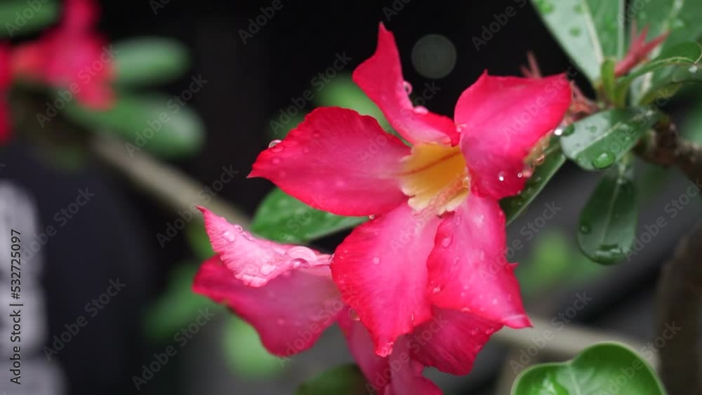 Beautiful red adenium obesum flower, adenium arabicum, nerium obesum ...