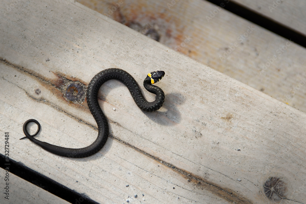 Poster A grass snake, Ringed snake on wooden steps. Natrix, natrix ...