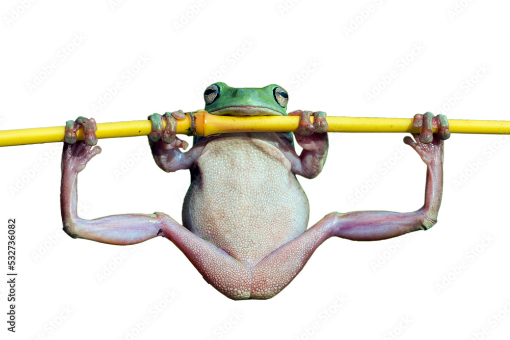 Dumpy frog "litoria caerulea" look like gymnastik Stock Photo | Adobe Stock