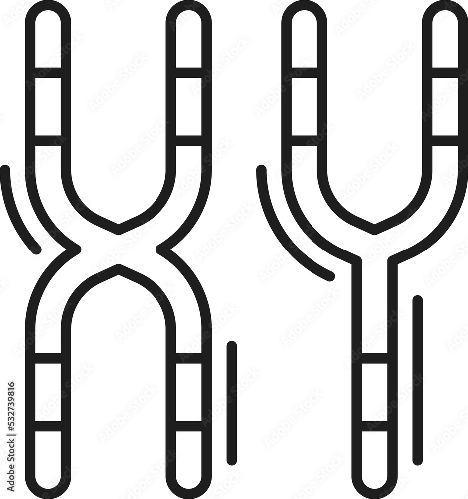 Chromosome vector biology x and y dna outline cell Stock Illustration ...