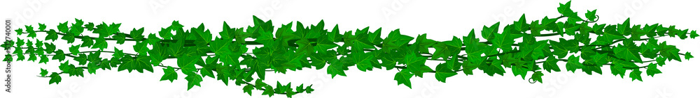 Isolated ivy lianas, cartoon vector green vine Stock Illustration ...