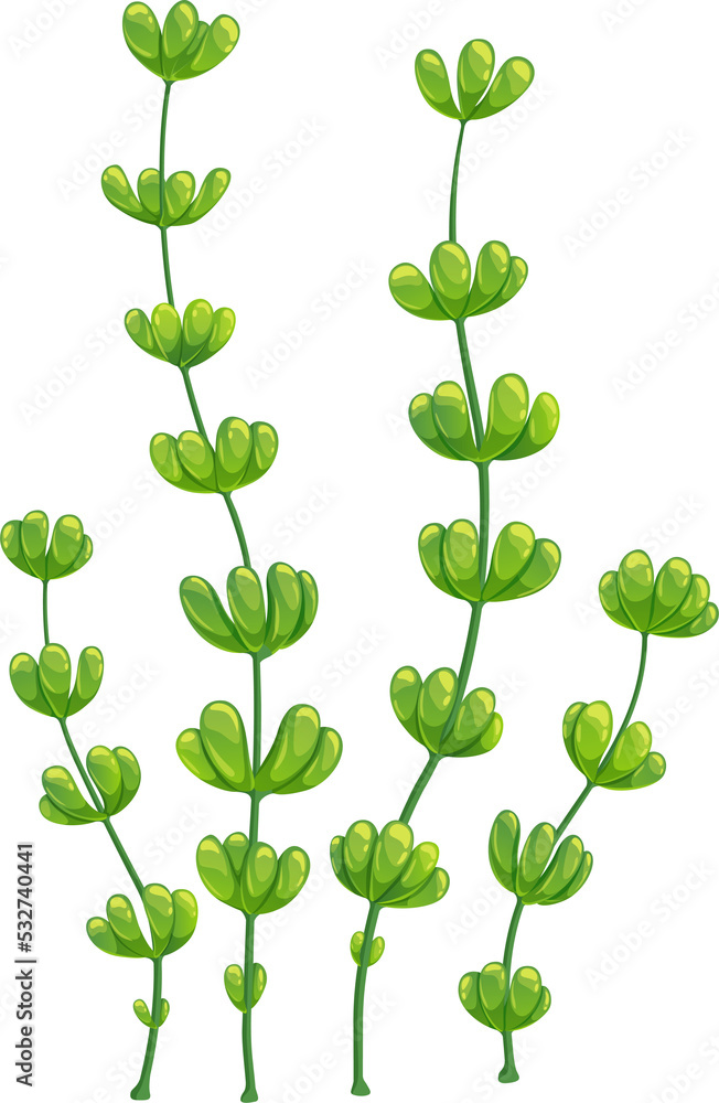 Cartoon seaweeds underwater plant, sea weed flora Stock Illustration ...