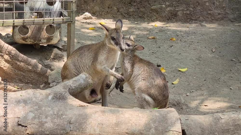 Vidéo Stock Agile Wallaby, Australian Wild Animals in Protected Nature ...