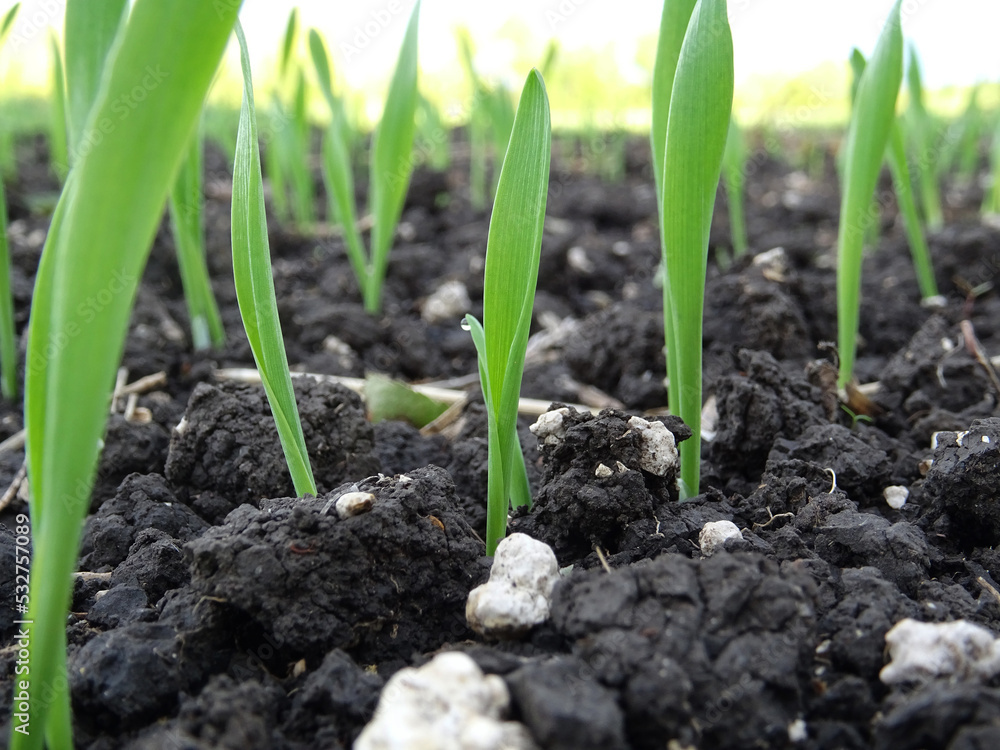 Wheat seedlings in the field close-up, growing a grain crop Stock Photo ...