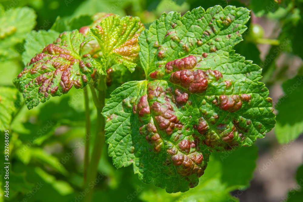 Aphids curled foliage, close up Leaf curled on cherry tree, Prunus sp ...