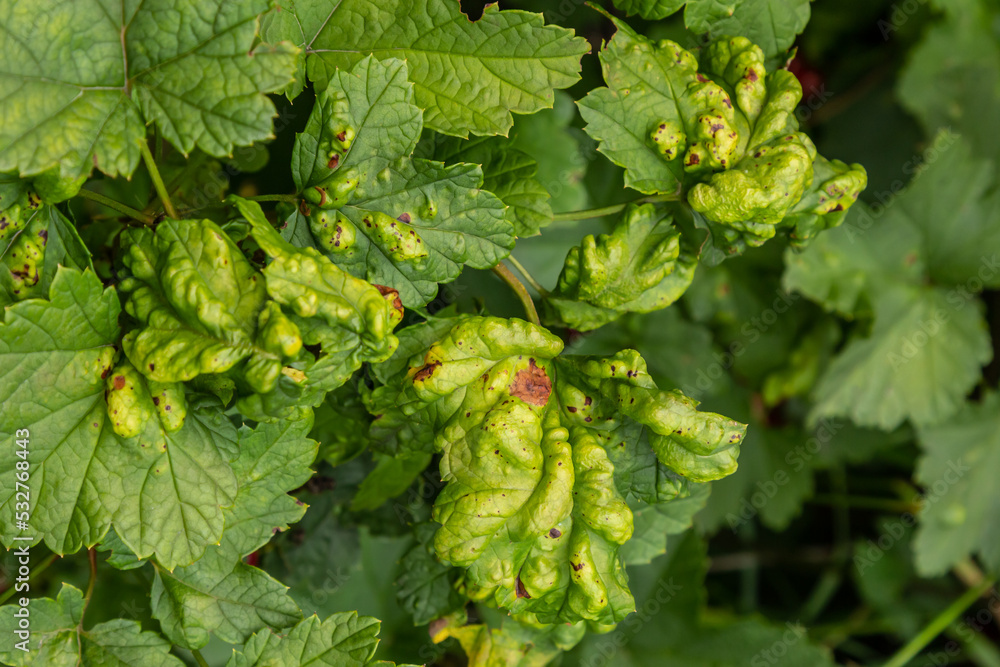 Gallic aphid on the leaves of red currant. The pest damages the currant ...