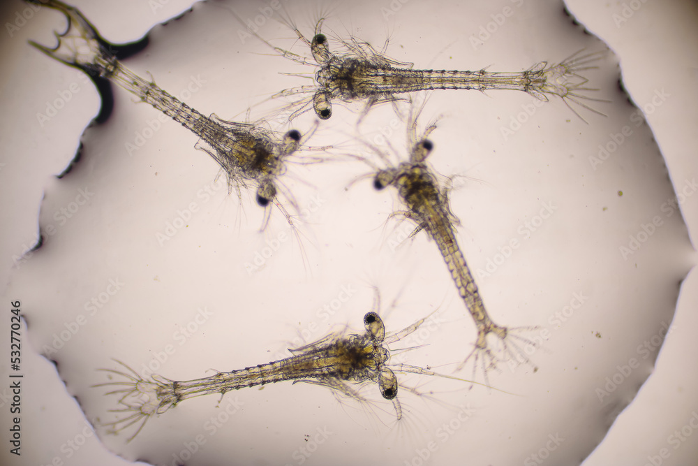 Poster Shrimp, Zoea stage and Mysis stage of Vannamei shrimp in light ...