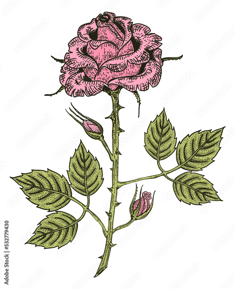 PNG transparent illustration of one pink rose flower, color botanical ...
