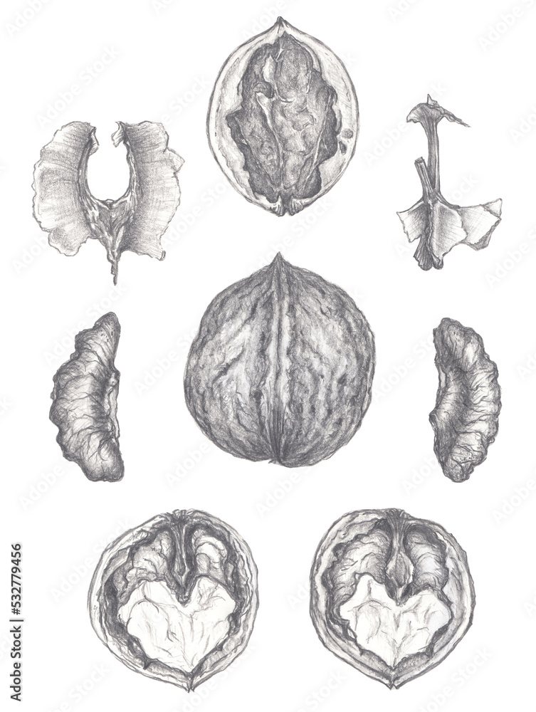 PNG transparent pencil sketch of common walnut, Juglans regia botanical ...