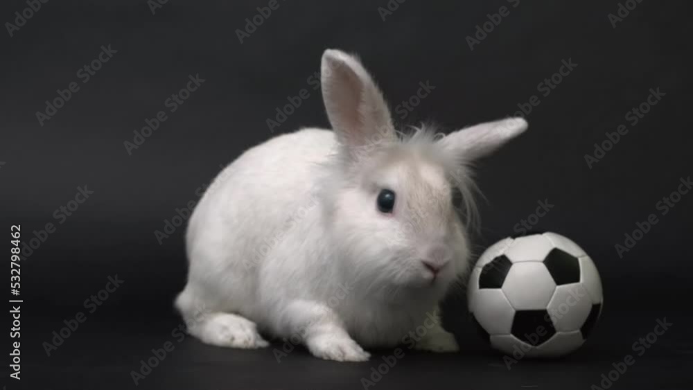 White rabbit and soccer ball on black background. Football game ...