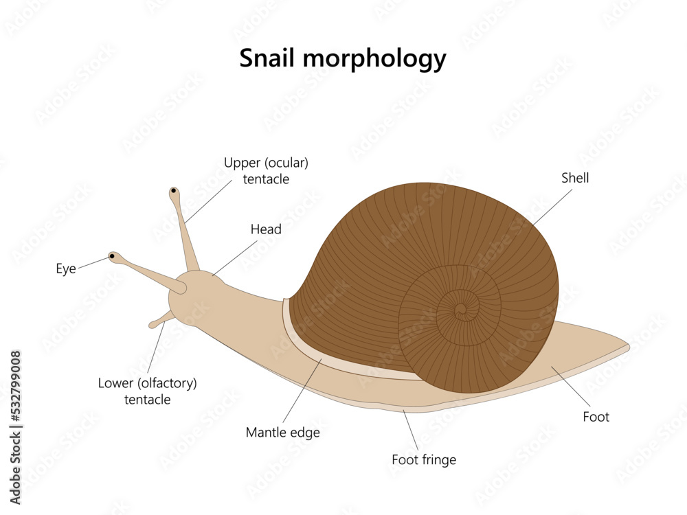 Snail morphology. Vector illustration. Isolated on a white background ...