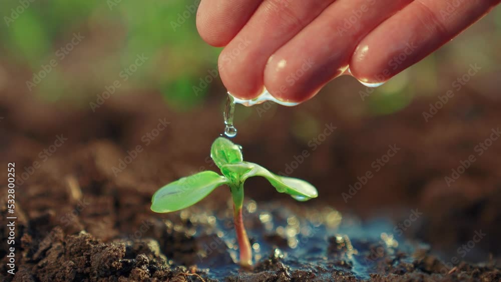agriculture. farmer hand watering a plant sprout. nature earth ...