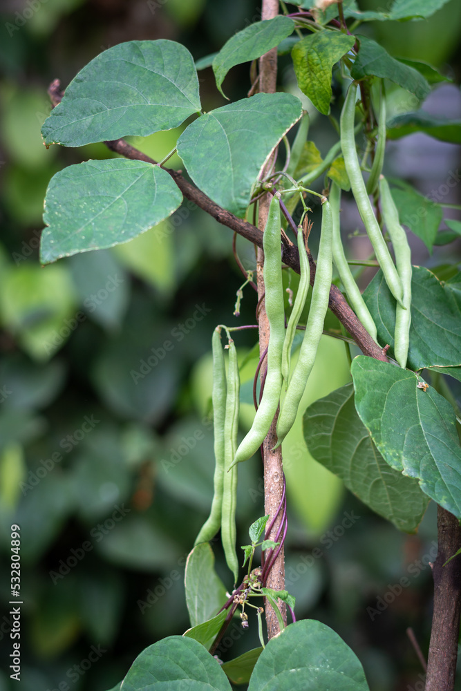 close-up of green beans plant with hanging beans, also known as french ...