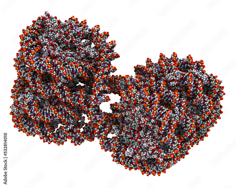 Nucleosome structure. Structure of an oligonucleosome, showing the ...