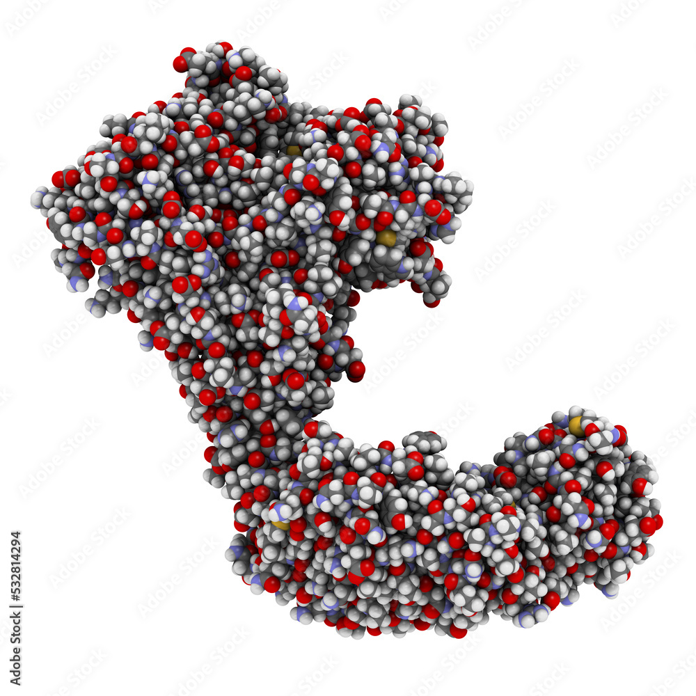 Collagenase clostridium histolyticum protein. Bacterial enzyme that ...
