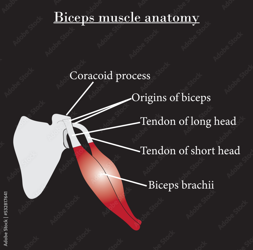 Stockvector Biceps Muscle Anatomy Diagramorogins Of Biceps Tendon Of Long Head Tendon Of