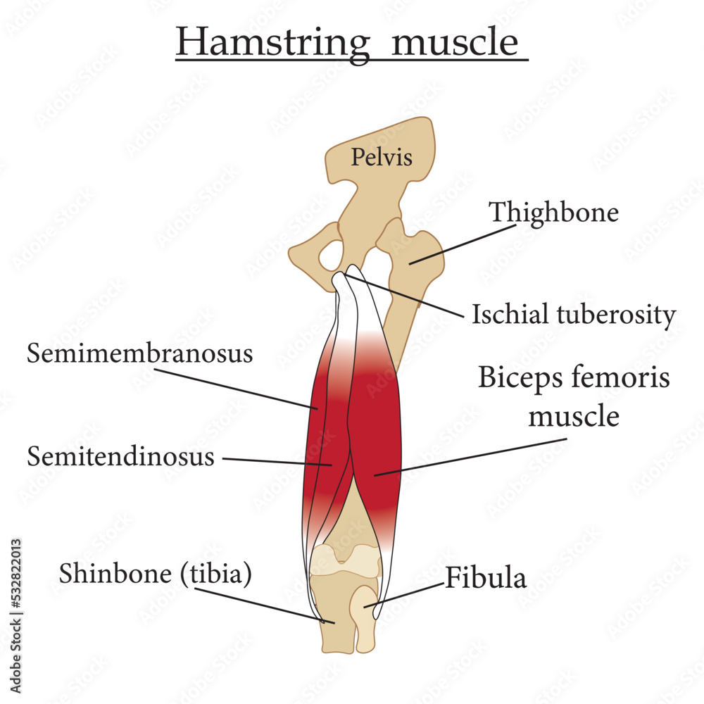 Hamstring muscle anatomy drawing isolated on a white background ...