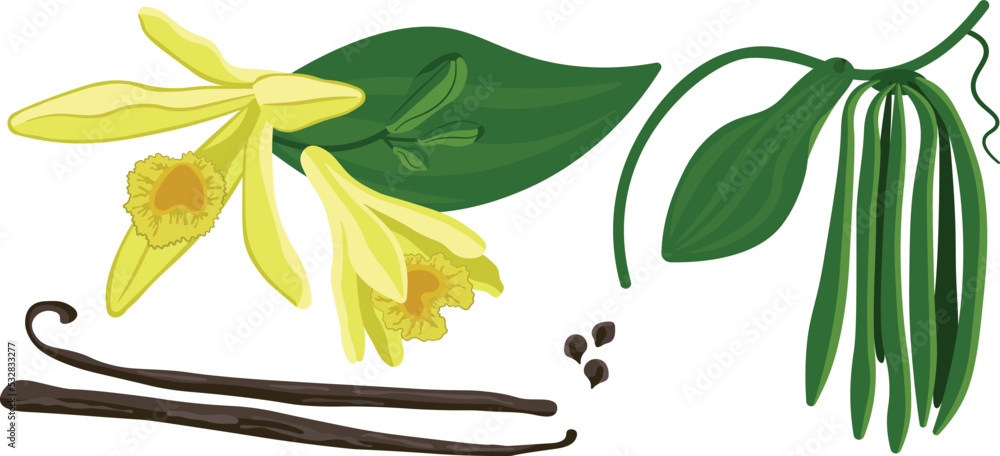 Vanilla planifolia sticks flowers green beans vector image on white ...