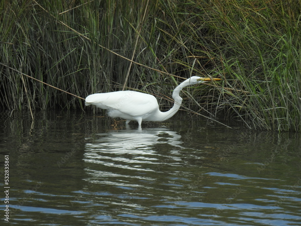 A great egret searching the wetlands for insects or aquatic animals to ...