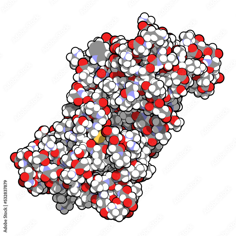 Superoxide dismutase 1 (SOD1) enzyme. Converts superoxide radical in ...
