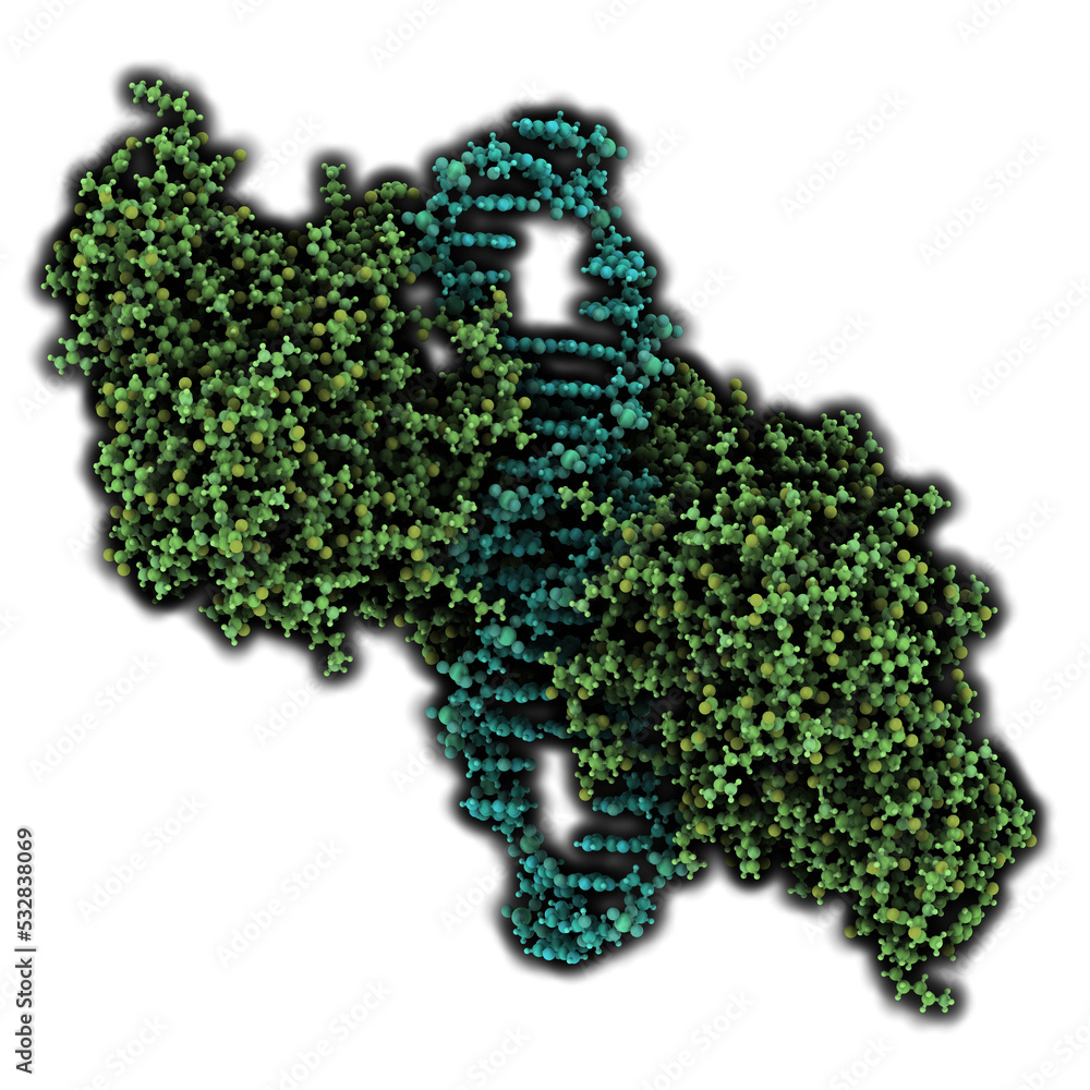 NF-kB (nuclear factor kappa-light-chain-enhancer of activated B cells ...