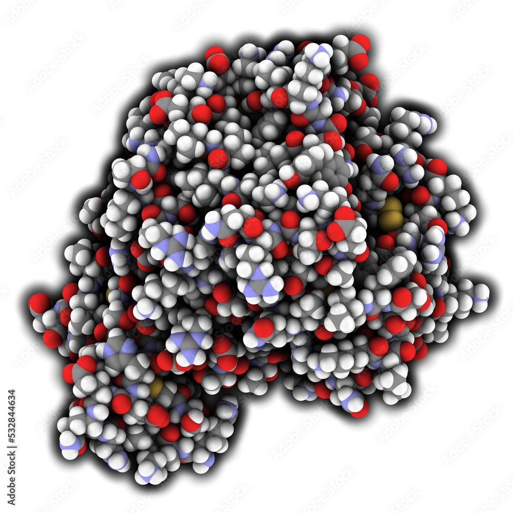 Blood coagulation factor Xa. Plays role in blood clotting and ...