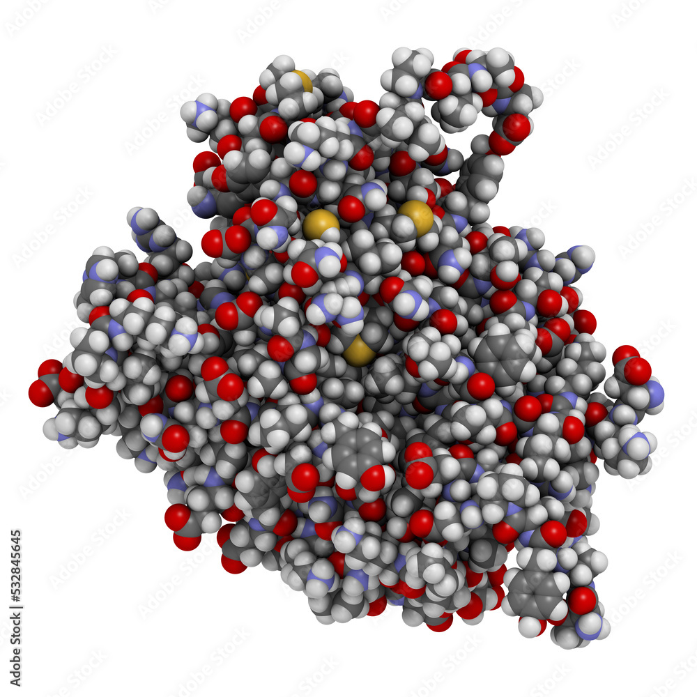 Caspase 3 apoptosis protein. Enzyme that plays important role in ...